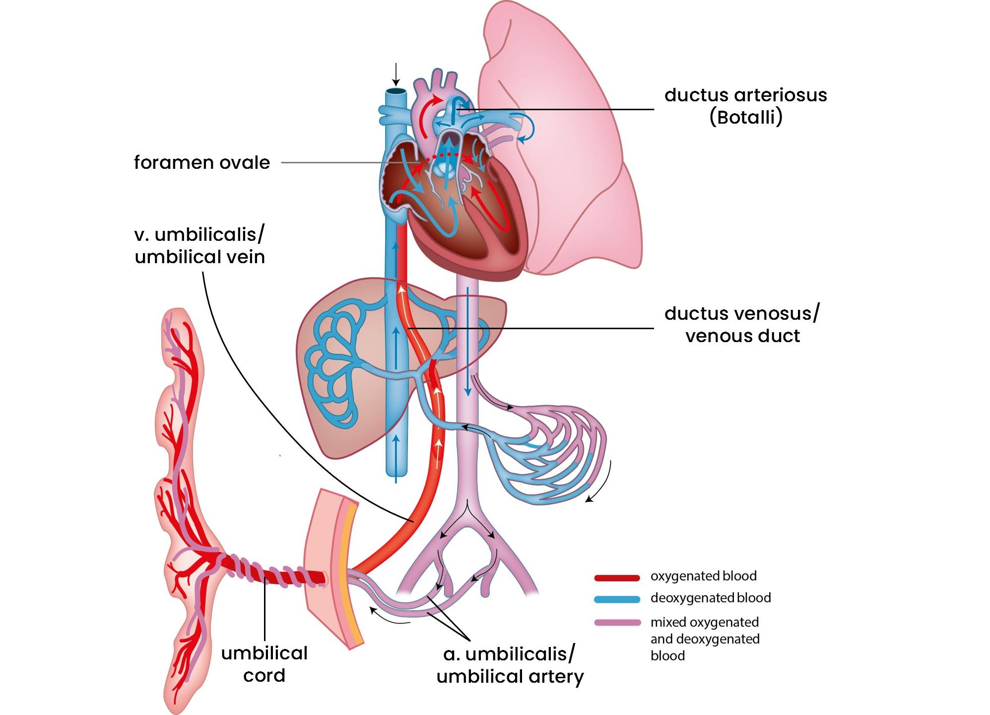 Umbilical Vein Oxygenated Or Deoxygenated